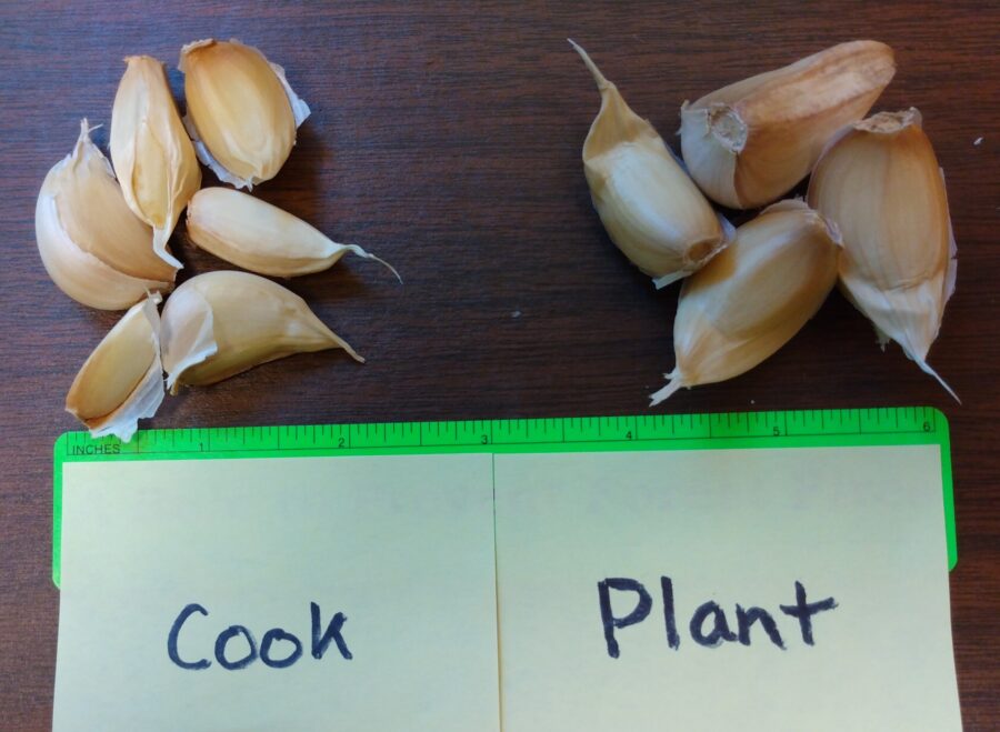 It’s Garlic Planting Time – Extension Dane County