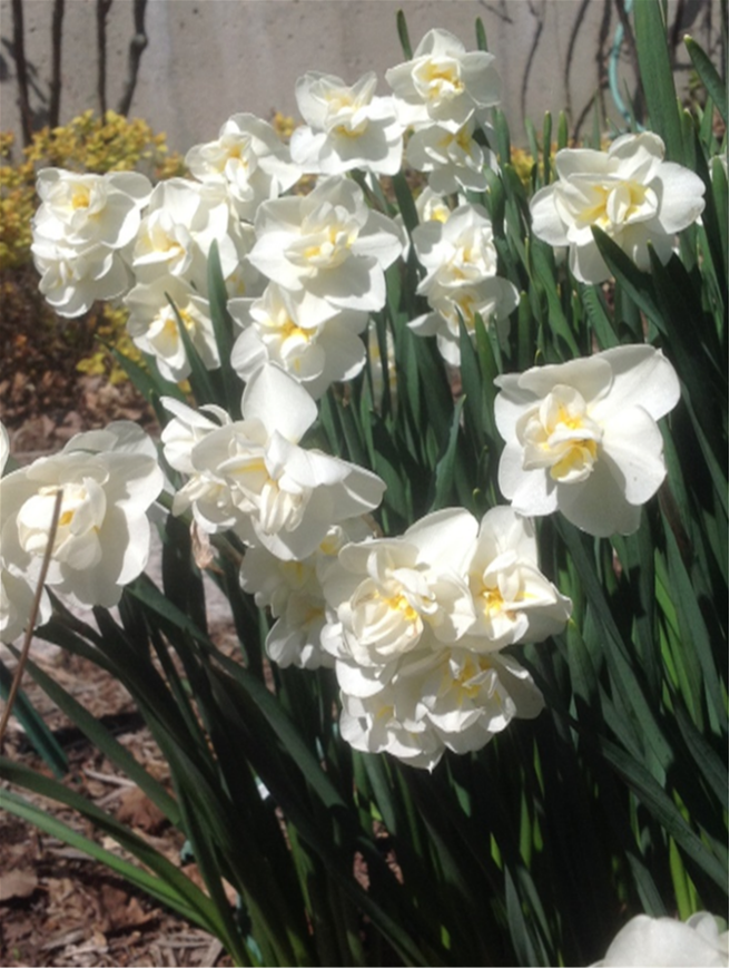 It’s Spring in the Teaching Garden! – Extension Dane County