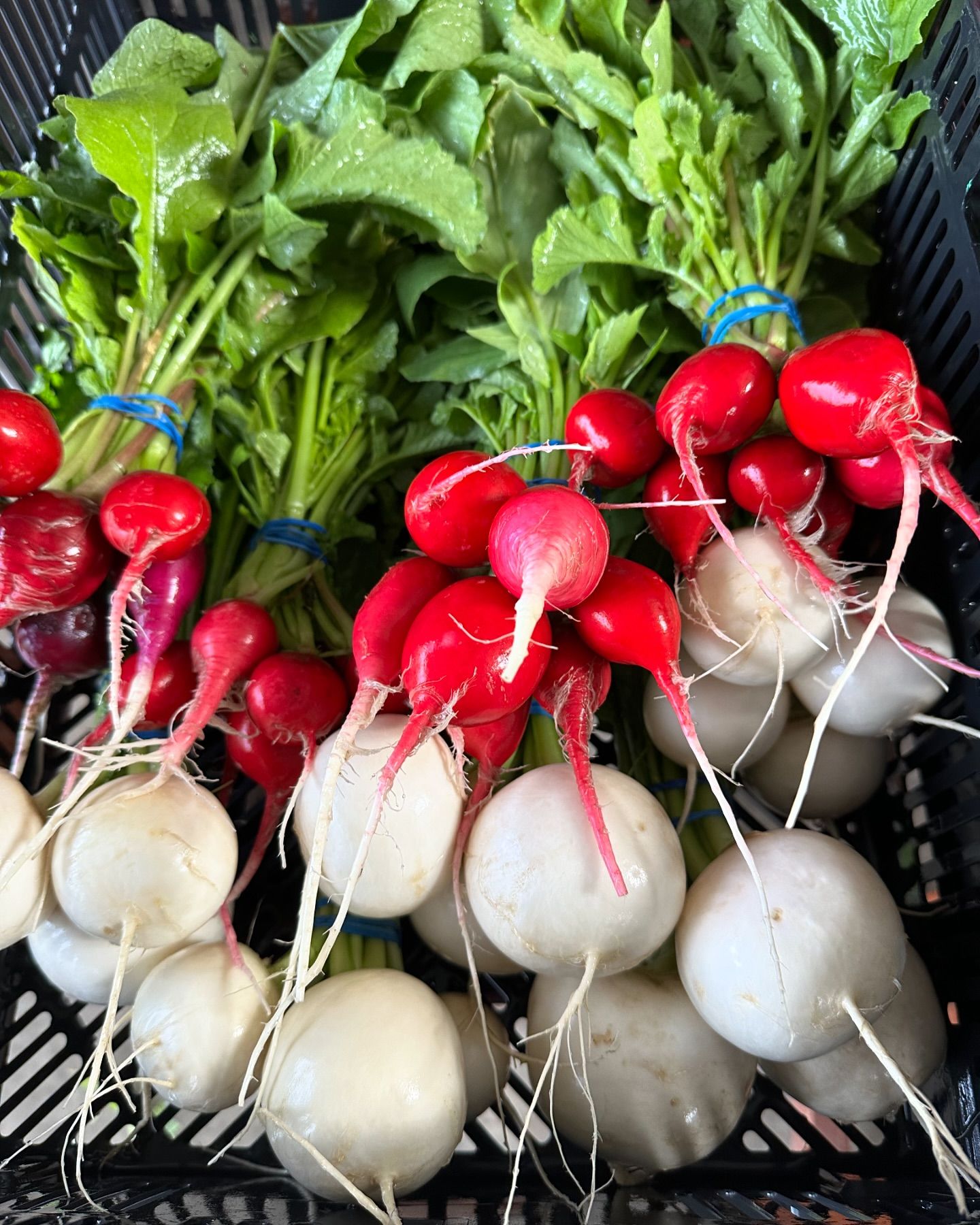 Diversified Vegetable Farms – Extension Dane County