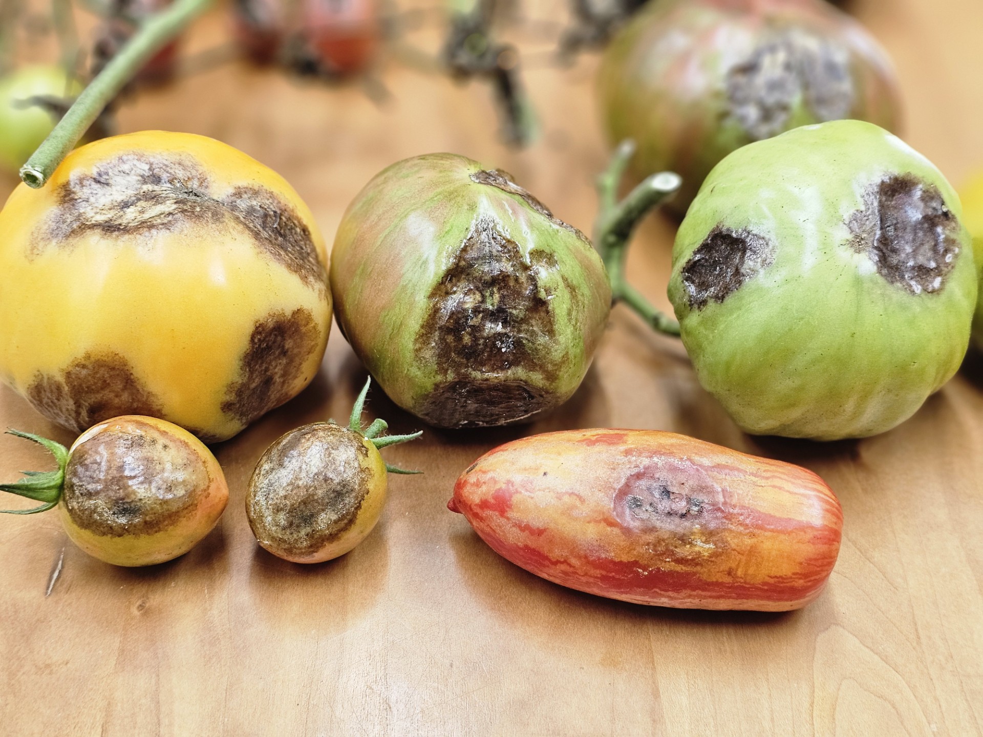 Tomato Late Blight – Extension Dane County