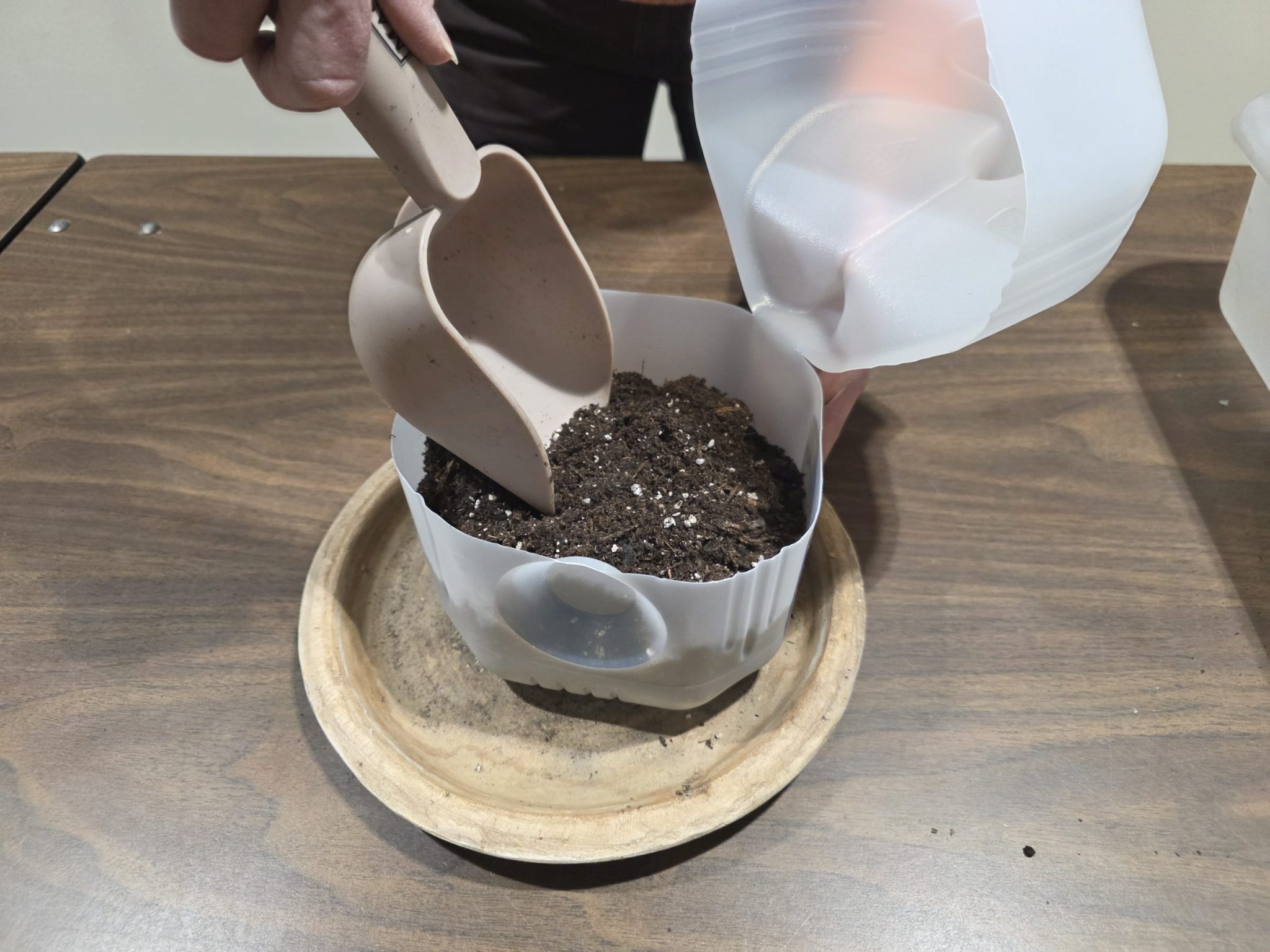 Winter Sowing Native Wildflower Seed – Extension Dane County